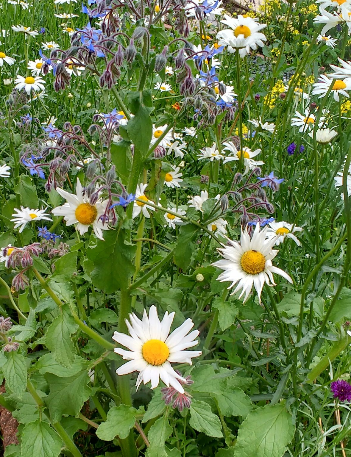 WILDFLOWERS/WEEDS ALONG THE CANAL - Swansea Canal Society
